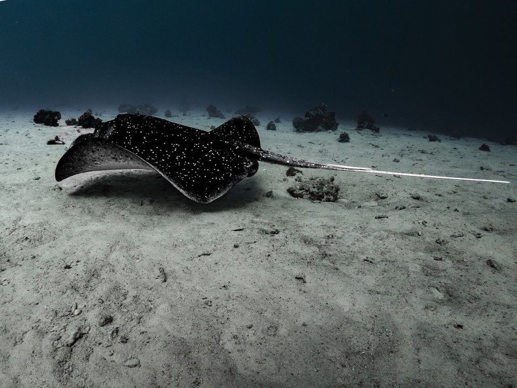 A submersible found a dark mirror on the seafloor – then saw the bodies