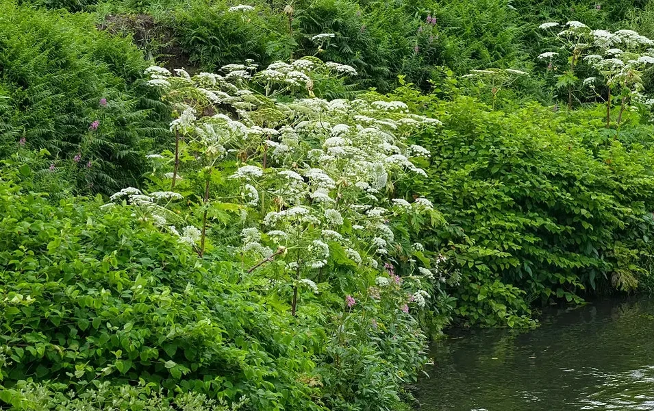 Online plant scare reveals deadlier toxic lookalike risk