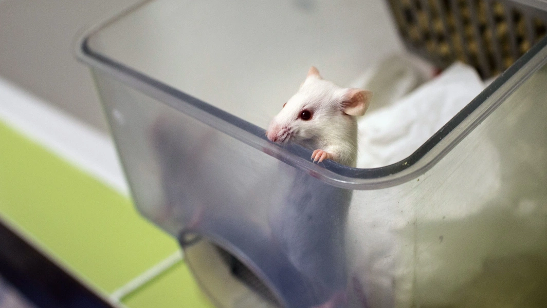 New gene-based clock predicts lifespan across mammal species