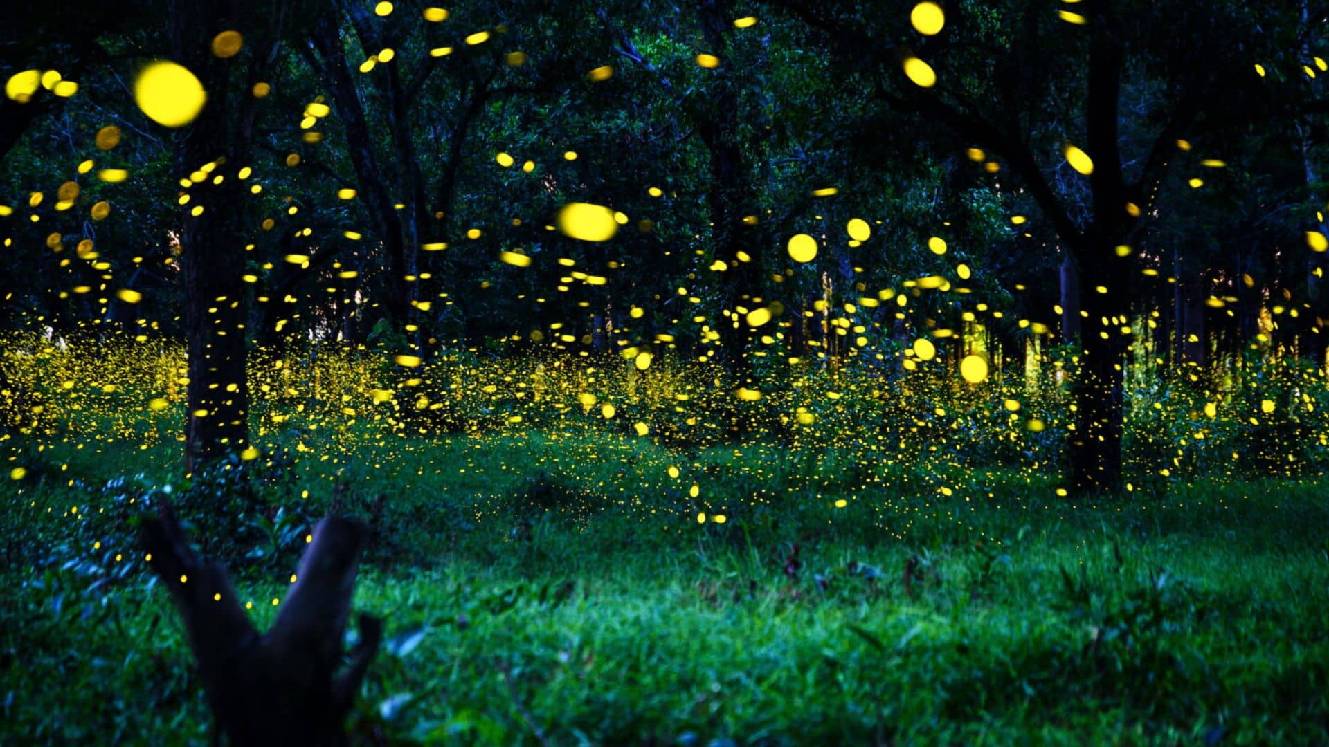 The world’s most extraordinary spring phenomena you rarely hear explained