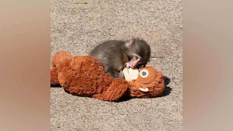 Japanese zoo wants to ban photos to stop social media stunts – but I ...