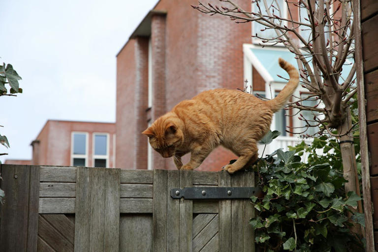 How you can stop your cat from bringing home unwelcome pathogens