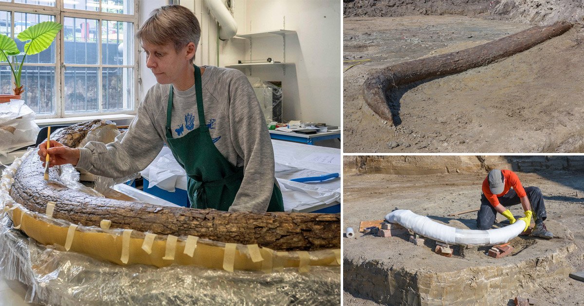 Scientists 'work out' tragic fate of woolly mammoth found on ...
