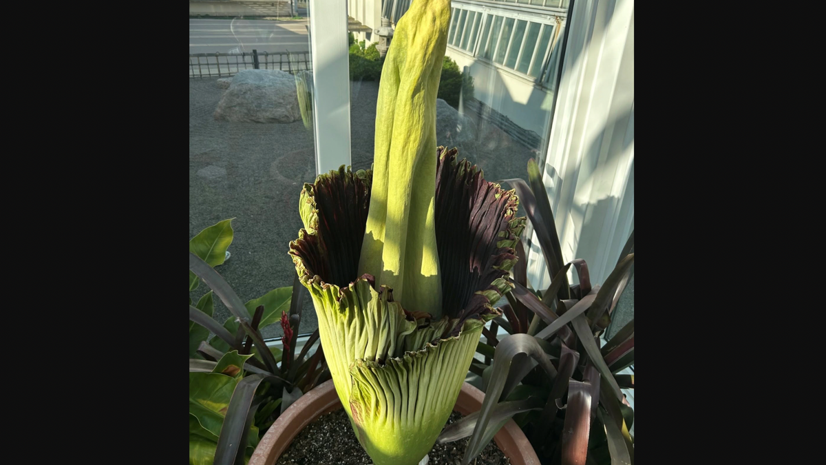 Como Zoo's corpse flower begins blooming, drawing visitors for its ...