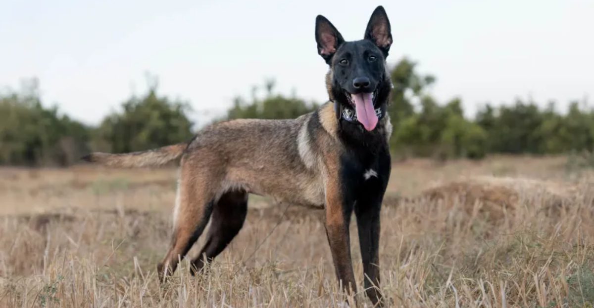 People trust these 12 dogs for protection – then they discover these 4 ...