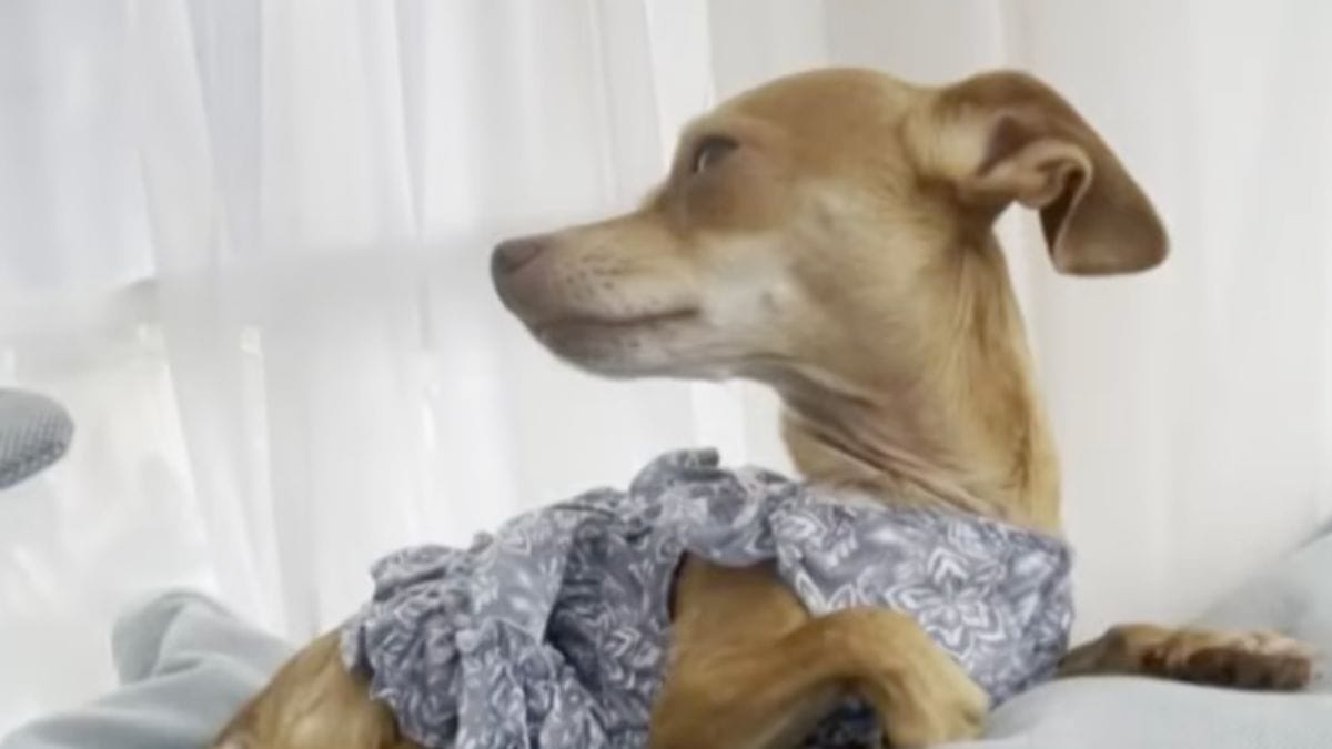 Assistance dog stolen from garden: owner tricked by fake AI videos of ...