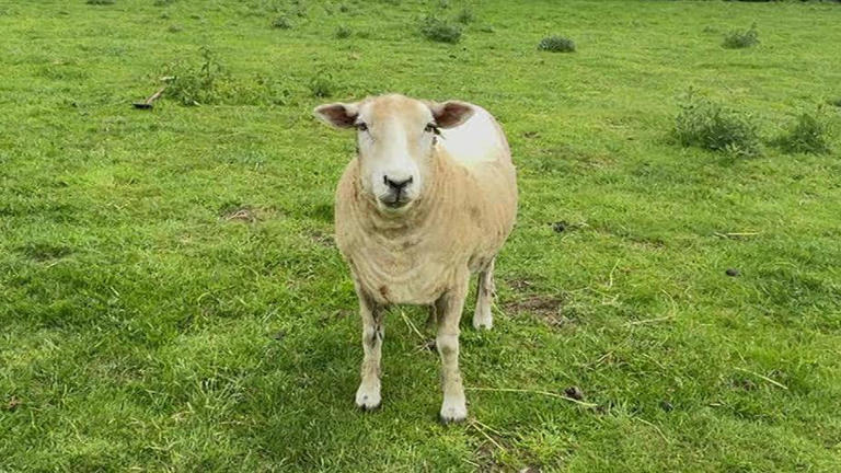 Ewe won't believe it: 8ft fleece sheared from sheep