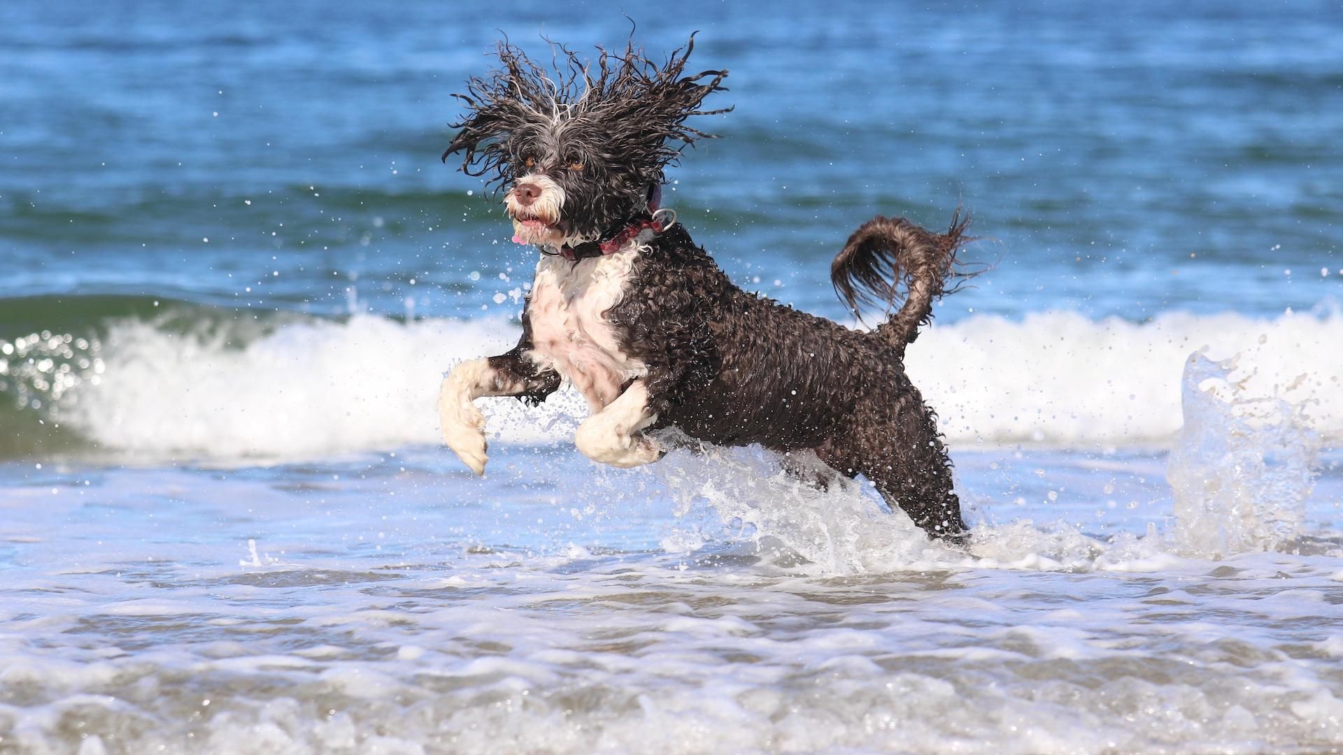 Dog breeds that are made for swimming