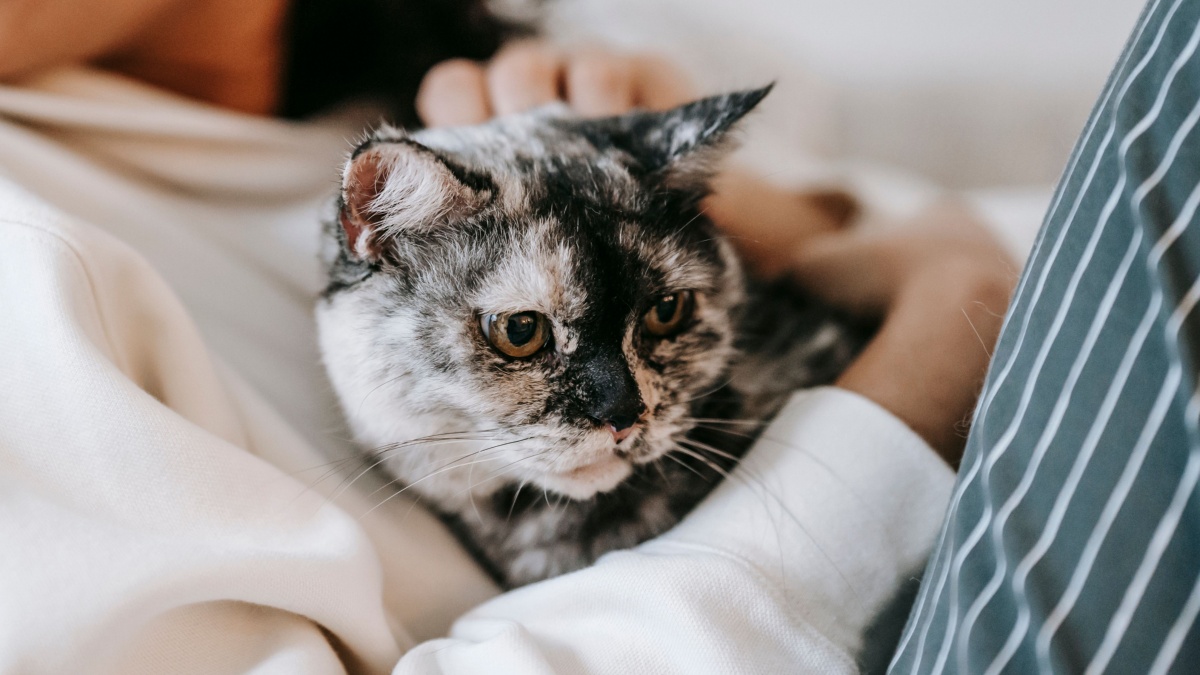 Experts explain the hidden meaning behind cats sleeping on you