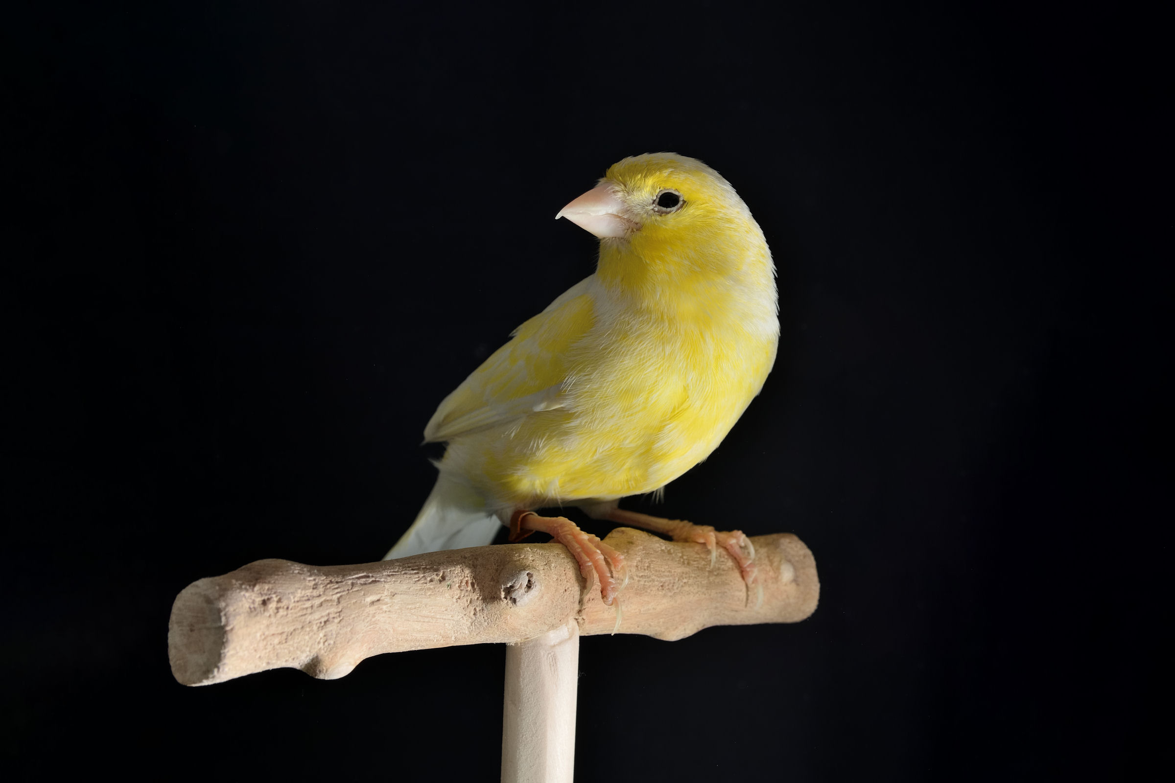 Opinion: Broadcom is the canary in the AI coal mine -- just not in the ...