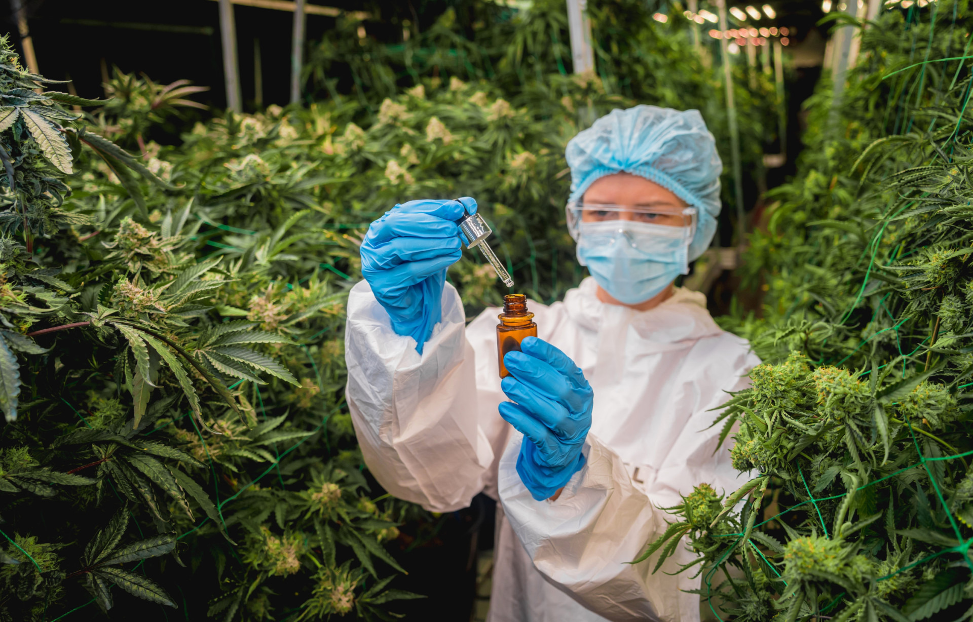 Everything you need to know about CBD
