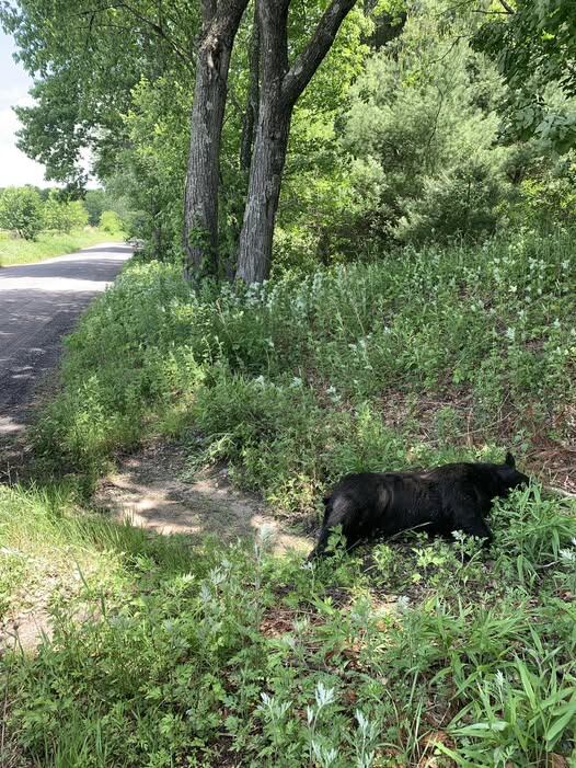 DEEP searches for person accused of killing black bear in Burlington