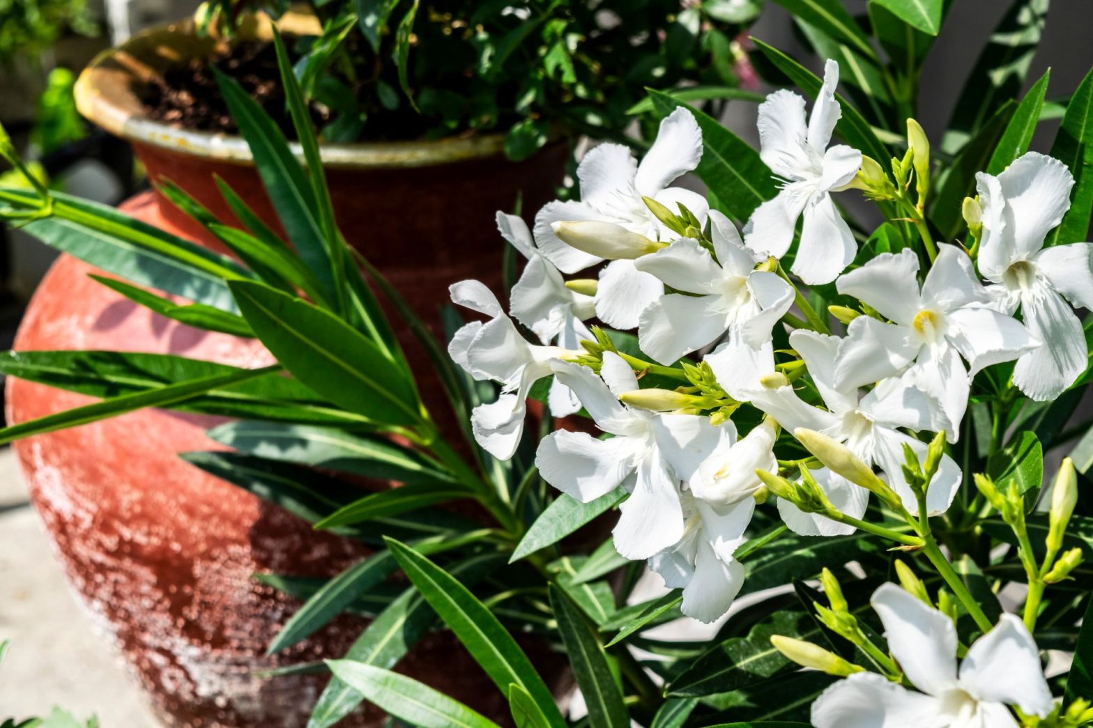 Kost-nix-Dünger: Zwei Küchenabfälle lassen Oleander üppig blühen wie ...