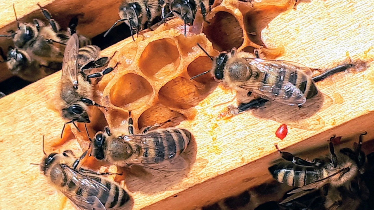 Honeybees point their hive toward food by dancing in looping figure ...
