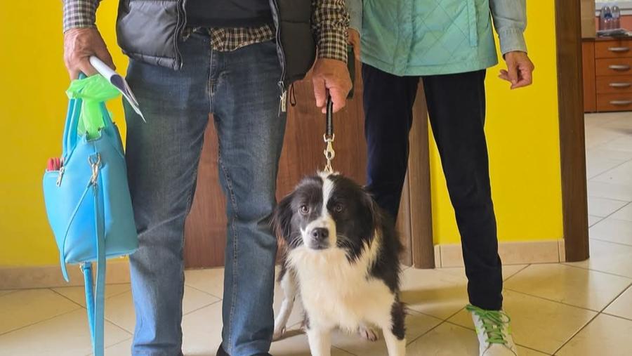 Dall'inferno al "per sempre felici e contenti": la nuova vita dei cani ...