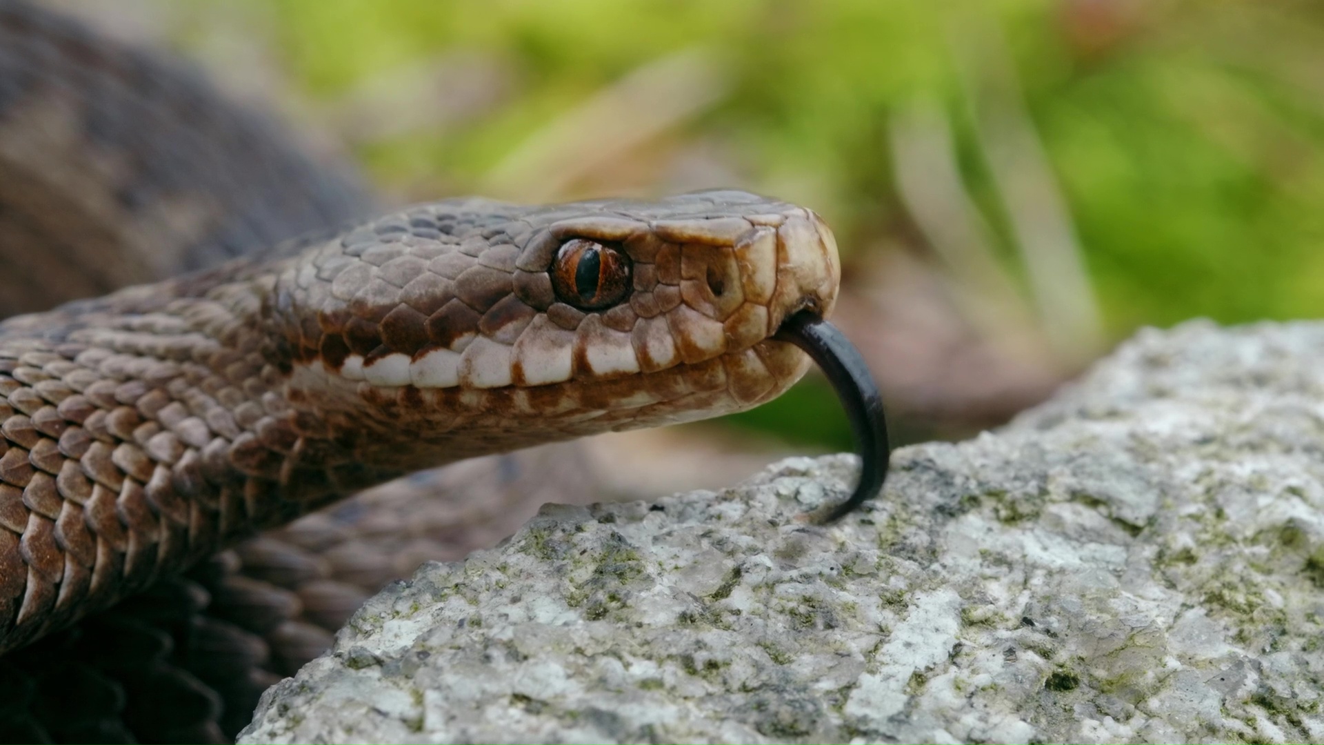 Sharp eyed European viper carefully watching its prey
