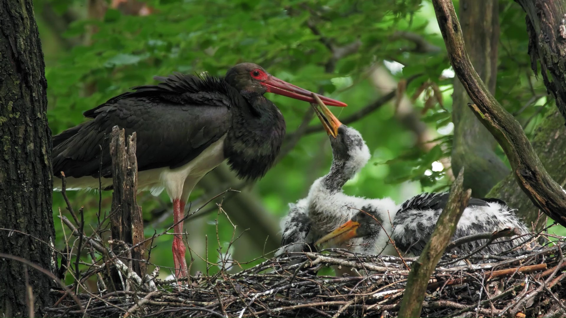 How black stork parents protect and raise their young
