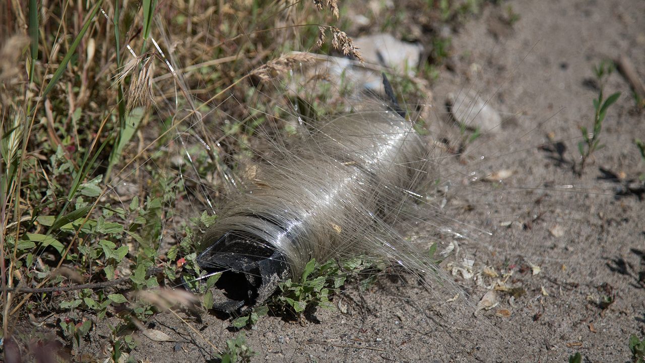 Ukraine’s birds adapt to battlefield environment, weaving optical fiber ...