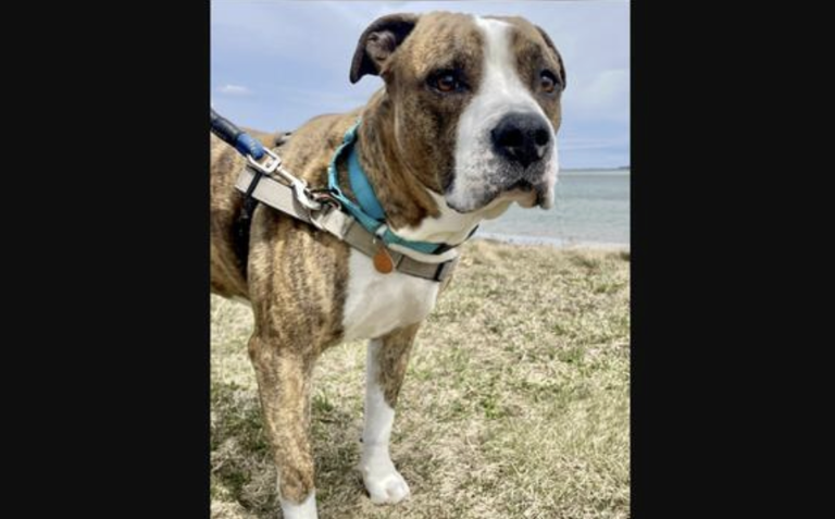 Meet Ty: T Gentle “Love Bug” hoping someone will finally choose him