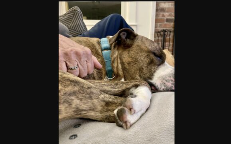 Meet Ty: T Gentle “Love Bug” hoping someone will finally choose him