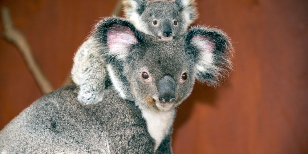 Éducation : êtes-vous un parent koala ? Les signes qui ne trompent pas