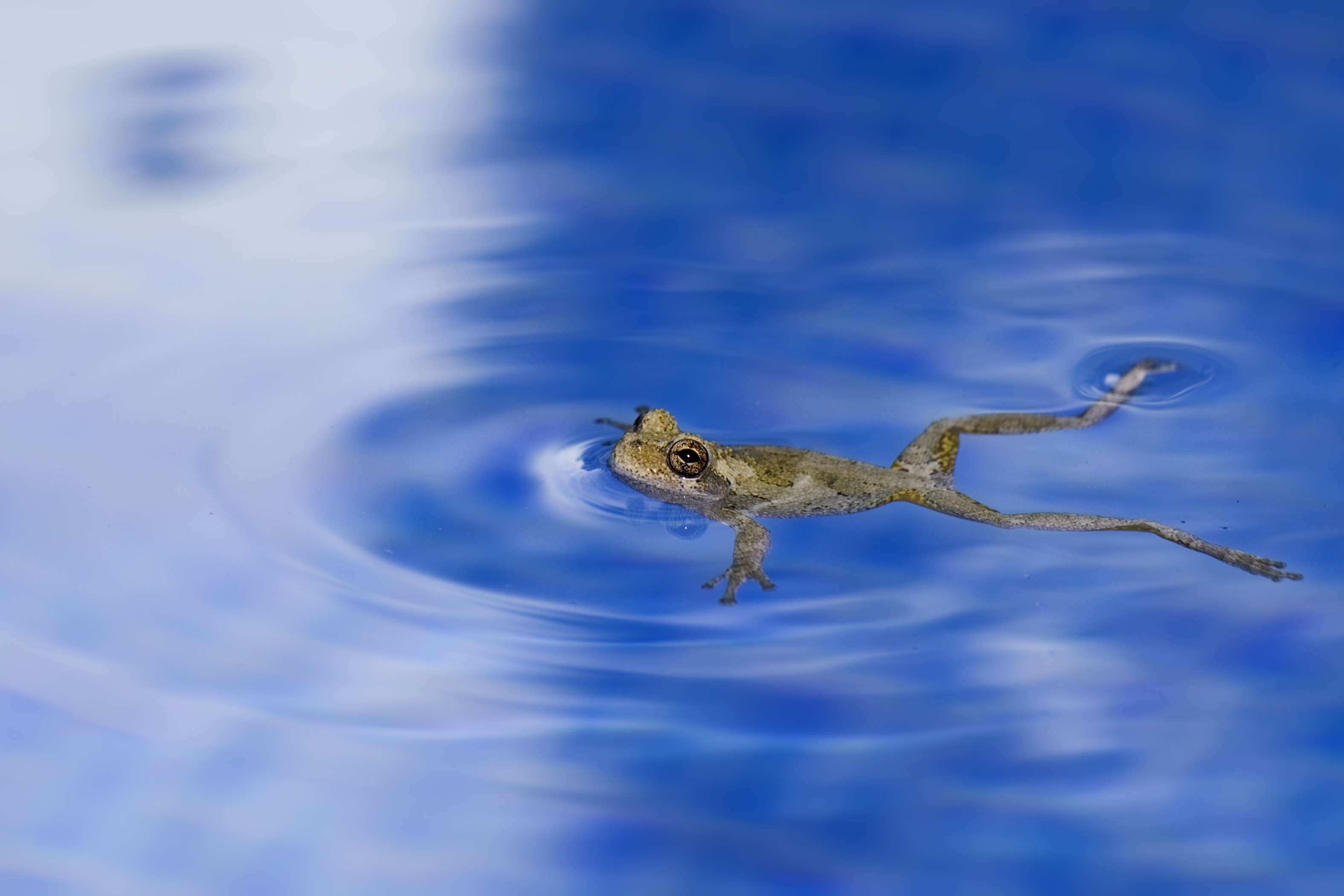 How to get rid of frogs in your pool—and keep them out