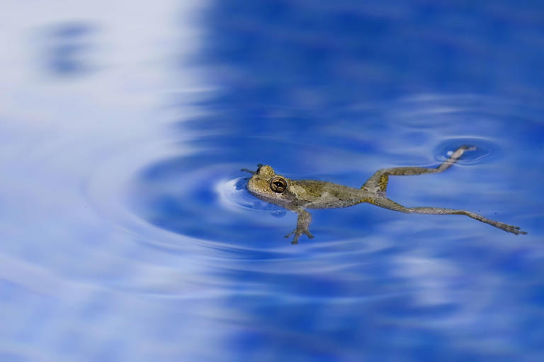 How to get rid of frogs in your pool—and keep them out