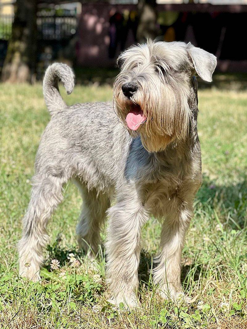 These 15 bearded dog breeds have more personality than some people