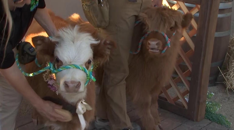 Mini Highland cow encounters arrive at Wildlife World Zoo
