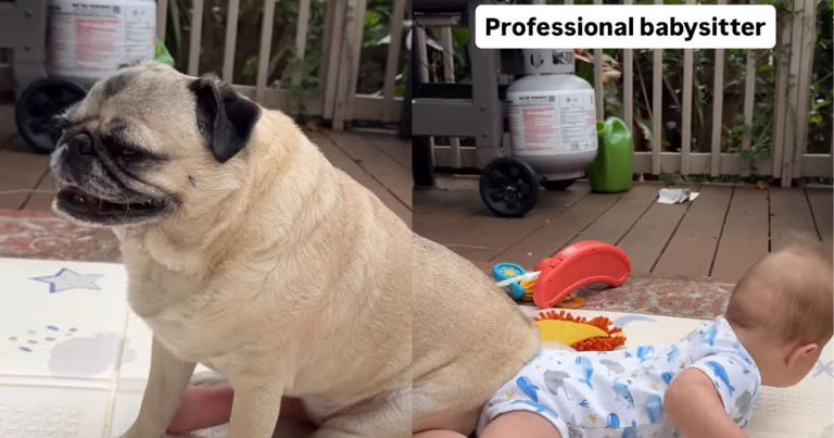 Pug takes babysitting duties far too literally