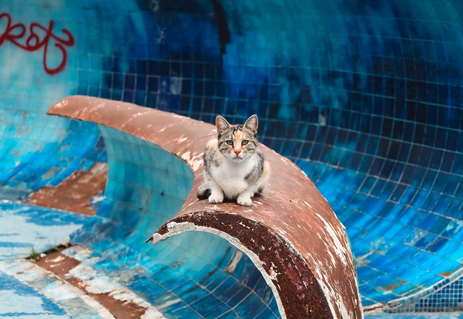 Why does this rescue cat love swimming with her owner?