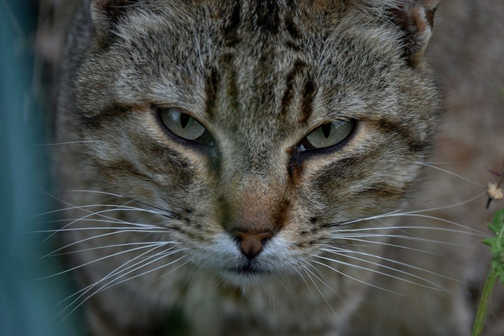 Why does this giant house cat have a massive head?