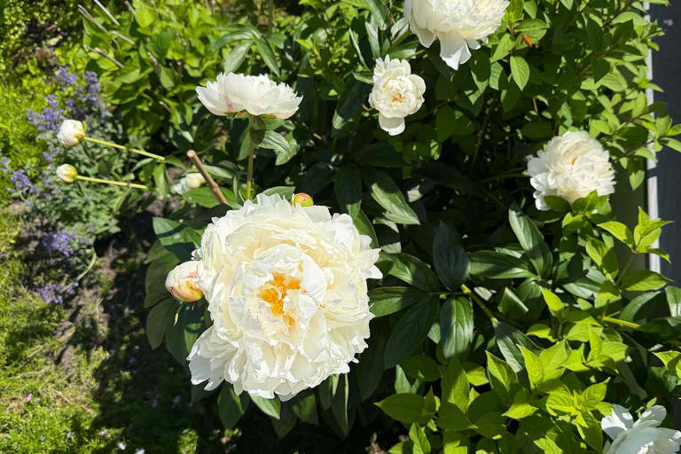 Tired of floppy flowers? These 15 affordable garden finds fix the ...