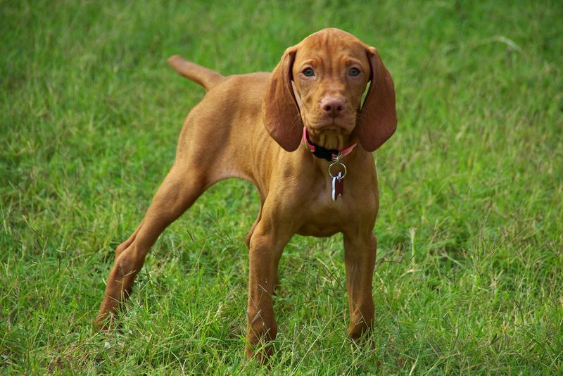 11 dog breeds owners should watch closely for anxiety-related changes ...