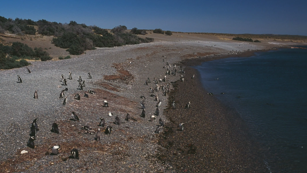 Penguin life from sea to shore