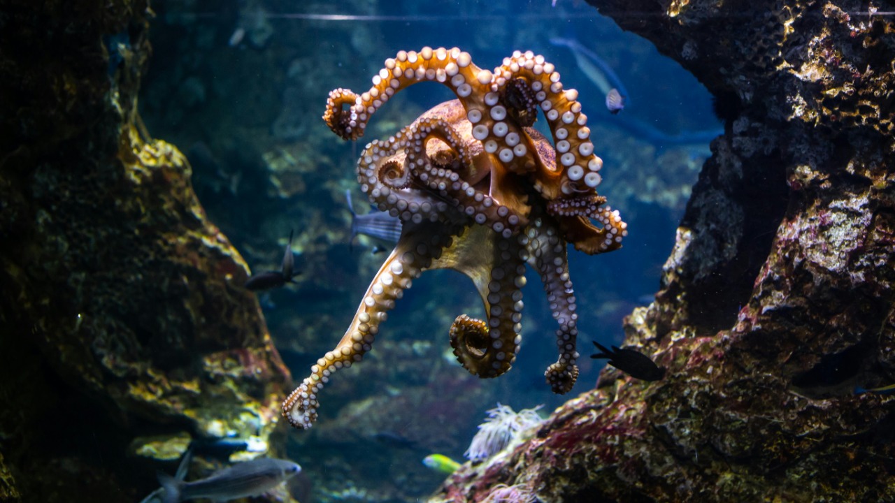 An octopus keeps about two-thirds of its neurons in its arms, not its brain