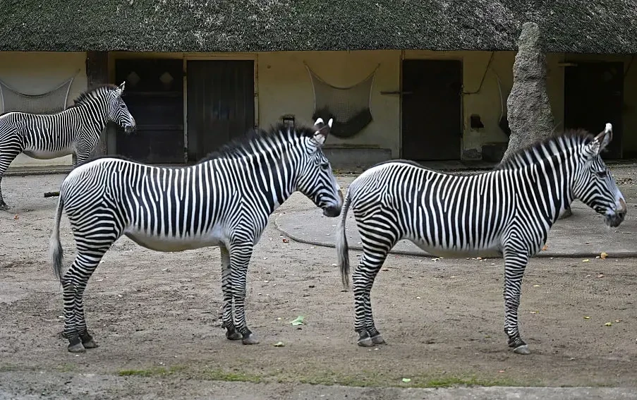 Why zebras never became our horses