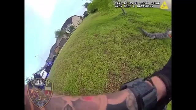 Alligator wrangled by cops after being mistaken for Amazon package