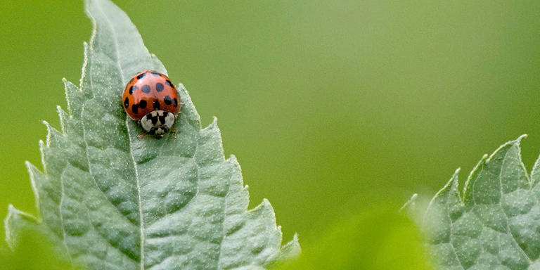 8 bugs that hunt garden pests so you don’t have to