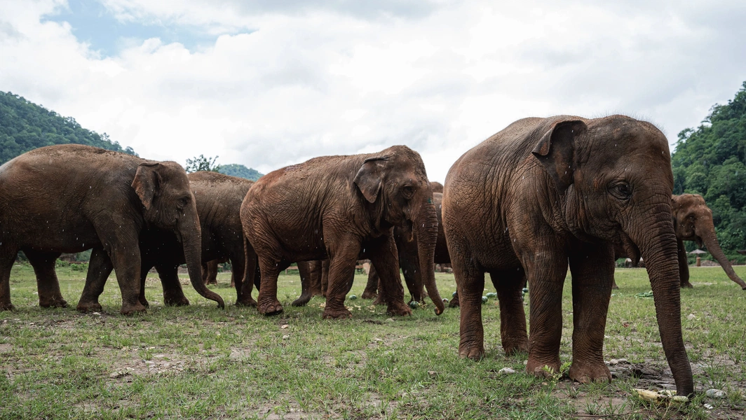 Orphaned elephants find hope through human and herd care