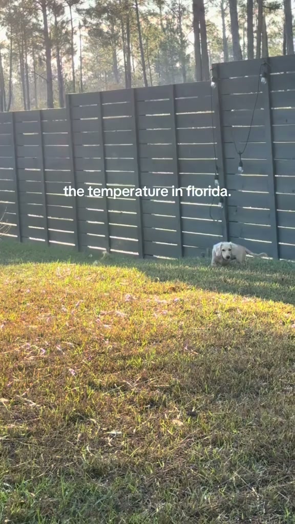 Florida cold snap so brisk my dogs poop is actually steaming