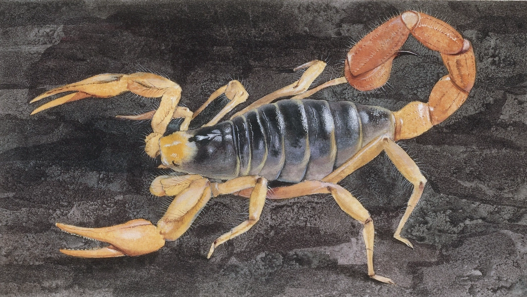 Giant scorpion fossil redefines timeline of prehistoric gigantism