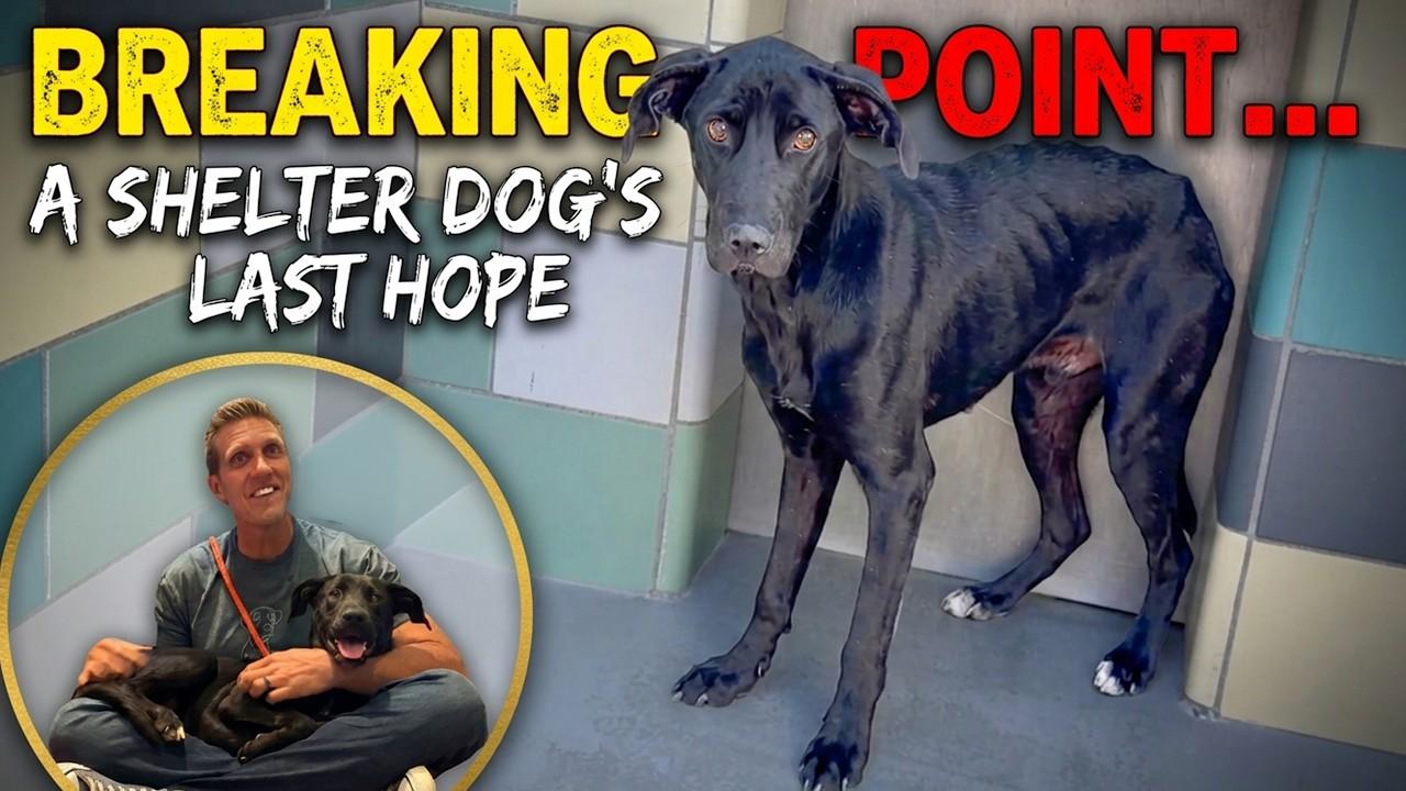 She was withering away in her kennel... then this happened