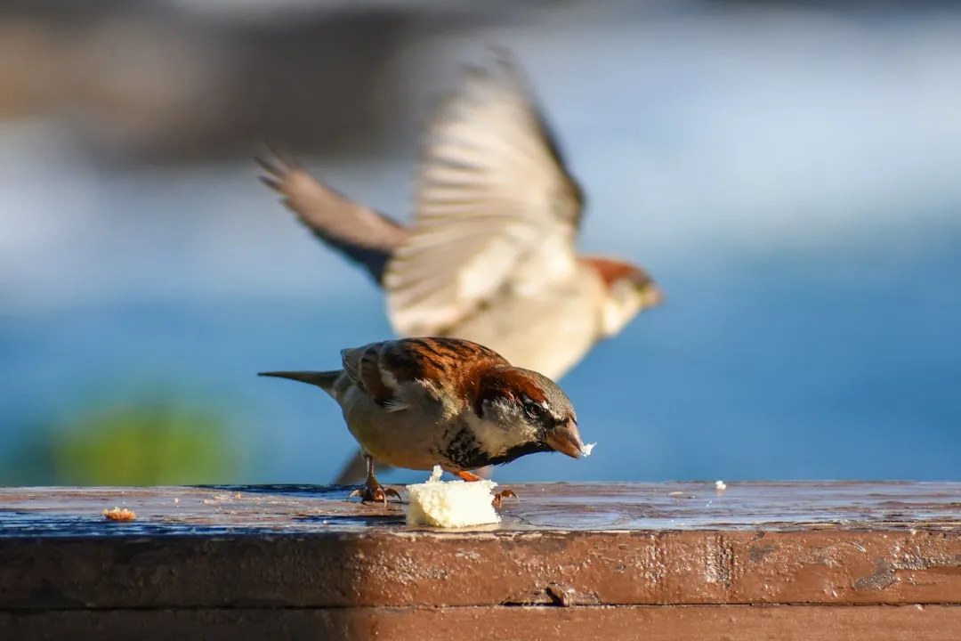 Common household item helps to stop birds from stealing your ripening ...