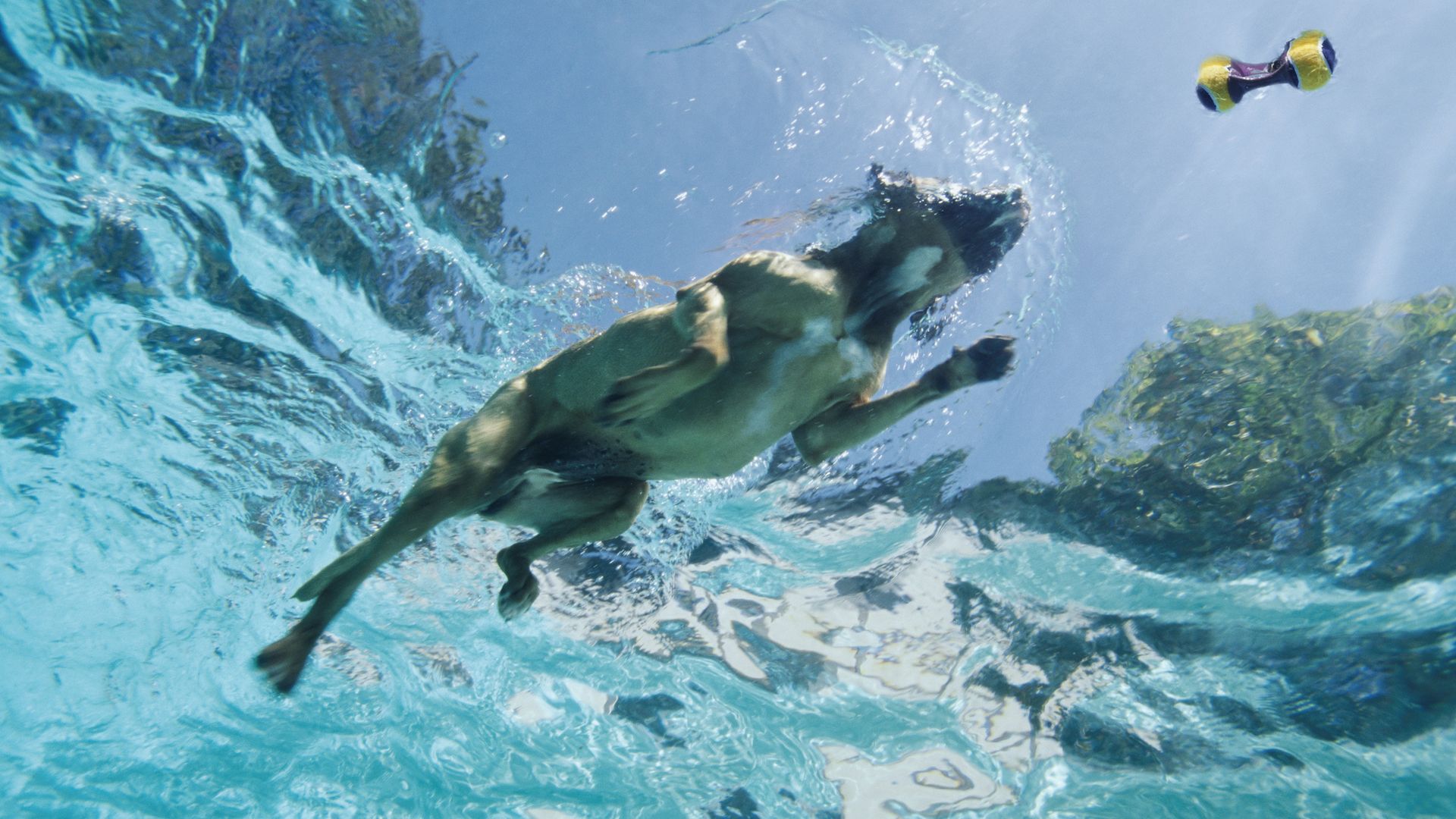 Dog breeds that are made for swimming