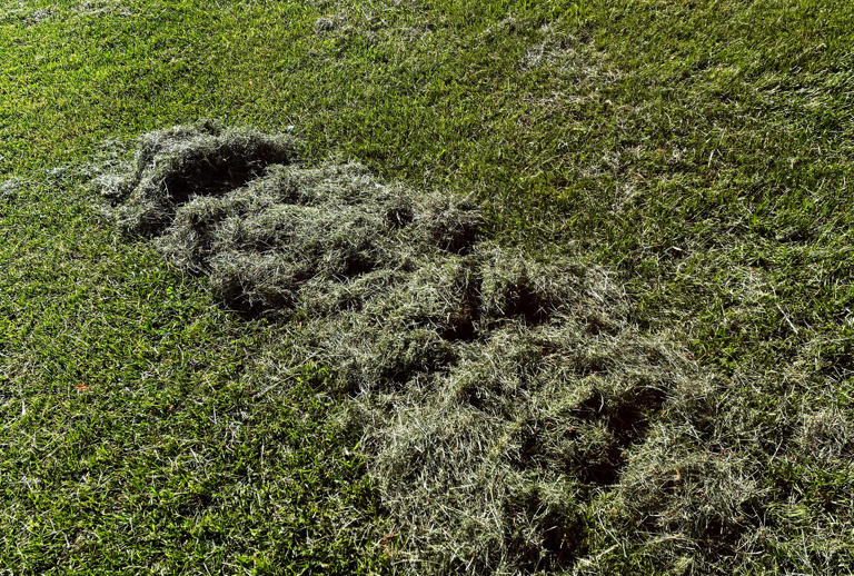 What happens if you leave grass clippings on your lawn? What an expert says