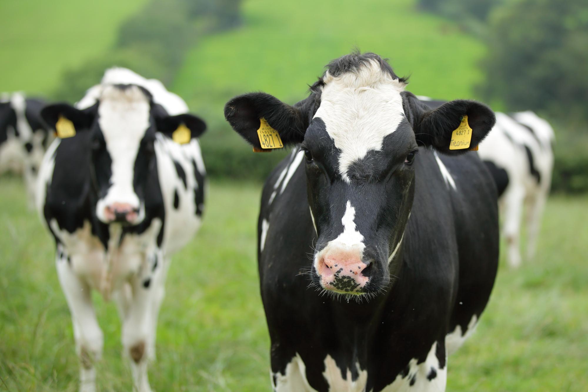 Margins squeezed as dairy sector continues to face cost pressures