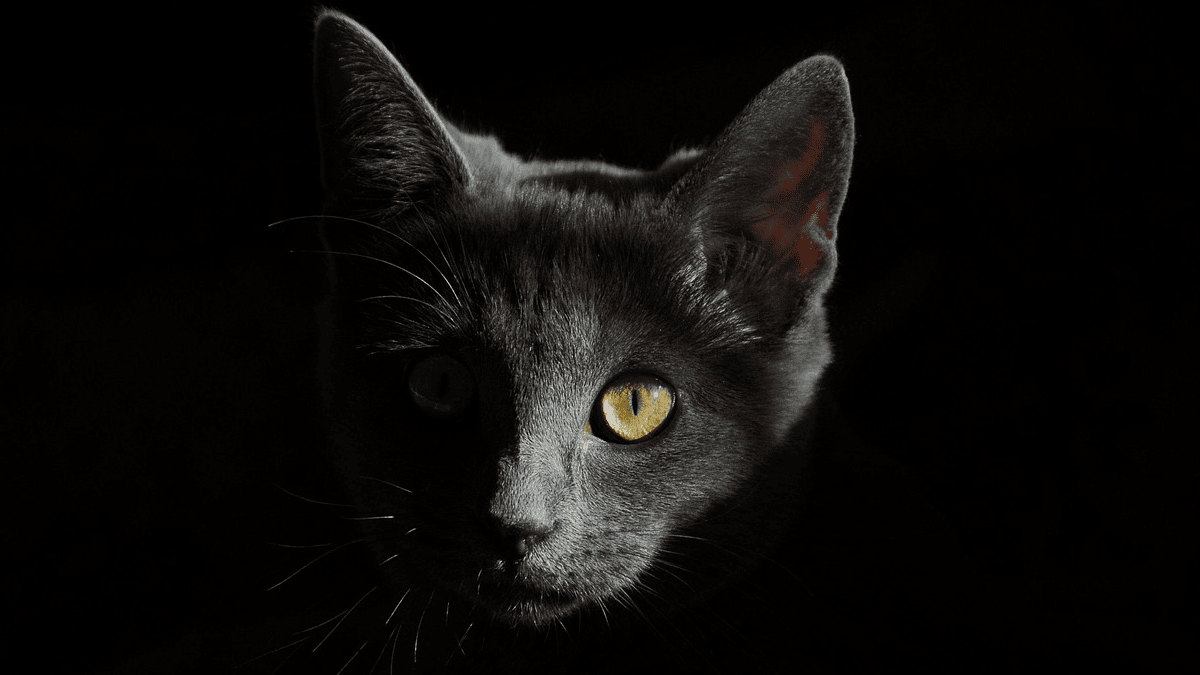 7 signs you should take your cat to the vet immediately