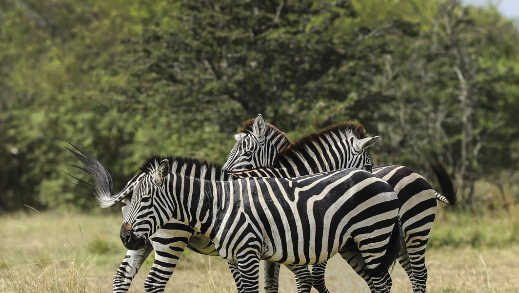 Why zebras never became our horses