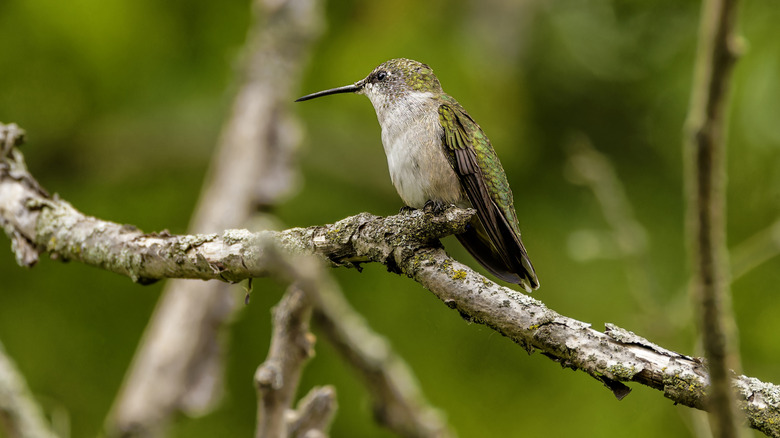 The hummingbird essential you should add to your yard (& the best place ...